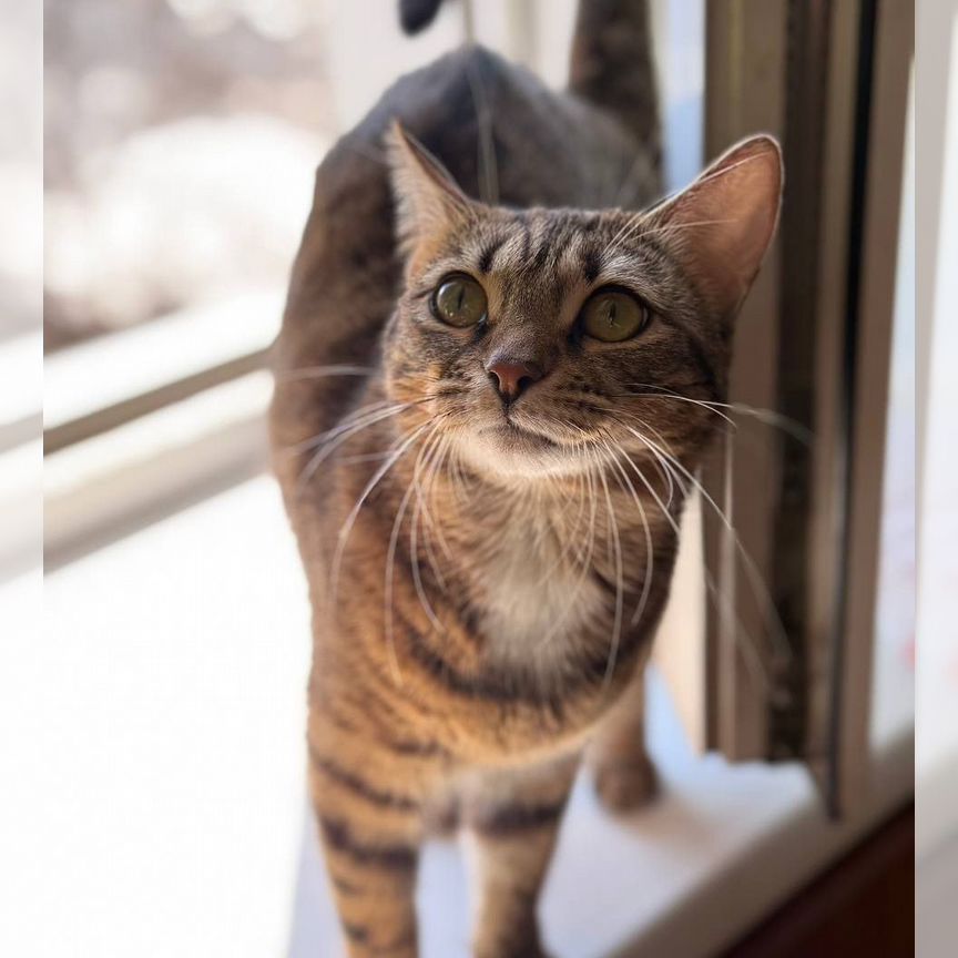 Бенгальская, взрослая кошка