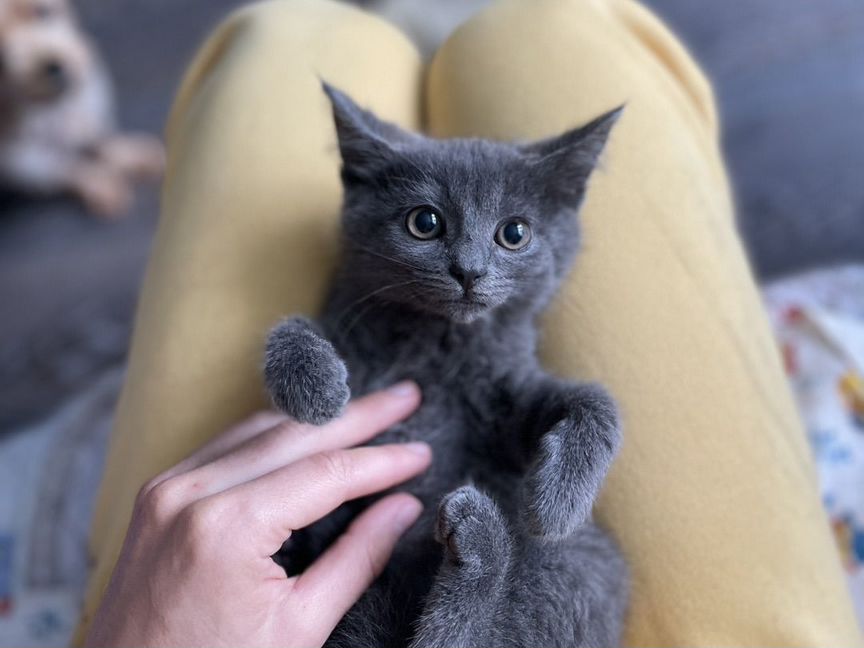 Метис котенок ищет дом