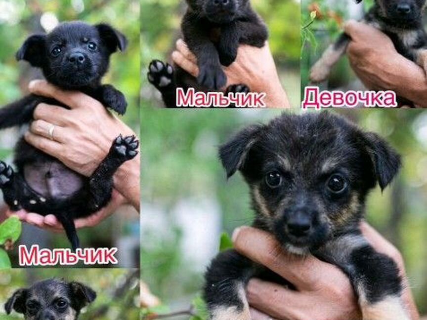 Щенки в добрые руки бесплатно