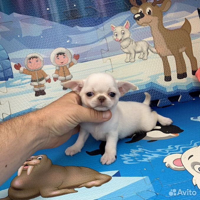 Брутальный мальчик чихуахуа