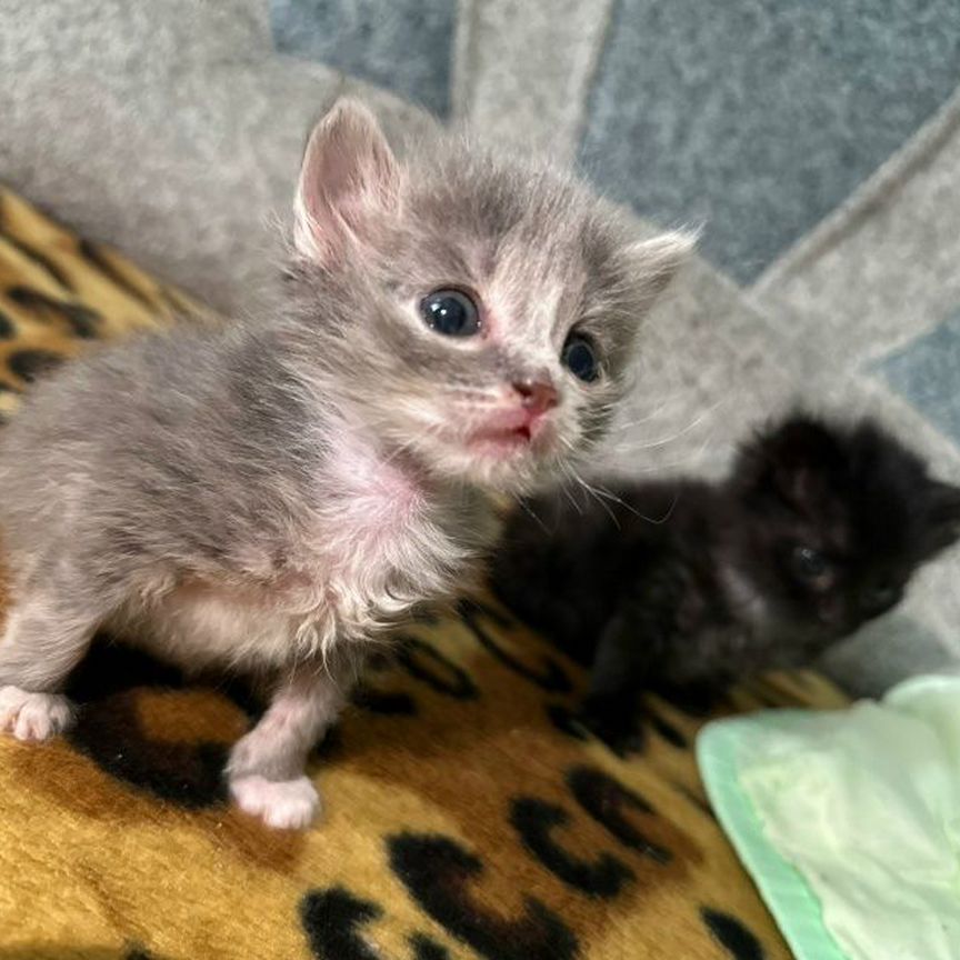 Котята в добрые руки
