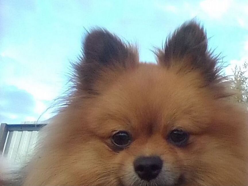 Померанский шпиц