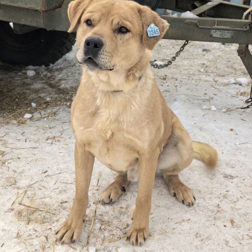 Взрослый пёс в добрые руки