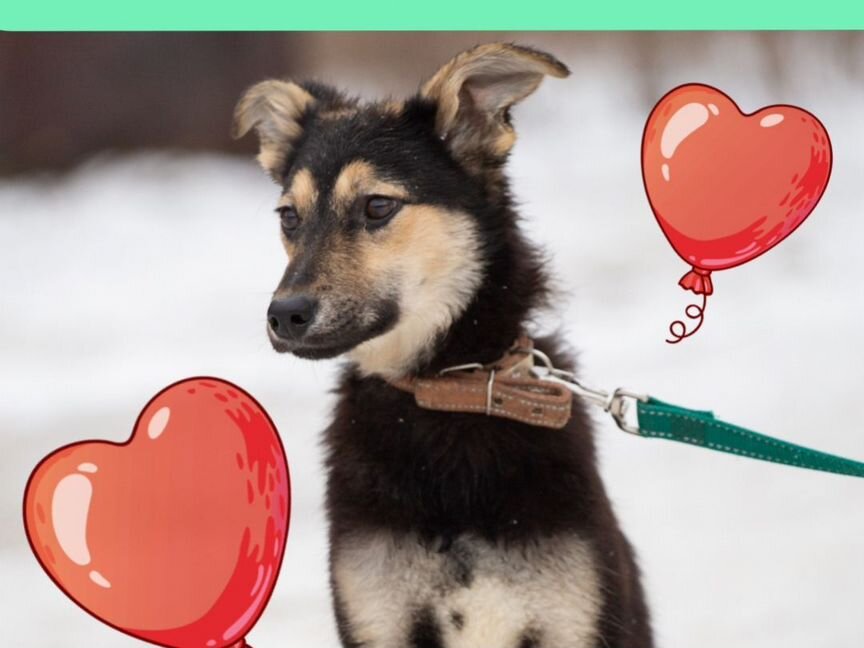 Щенок Лëля ищет дом