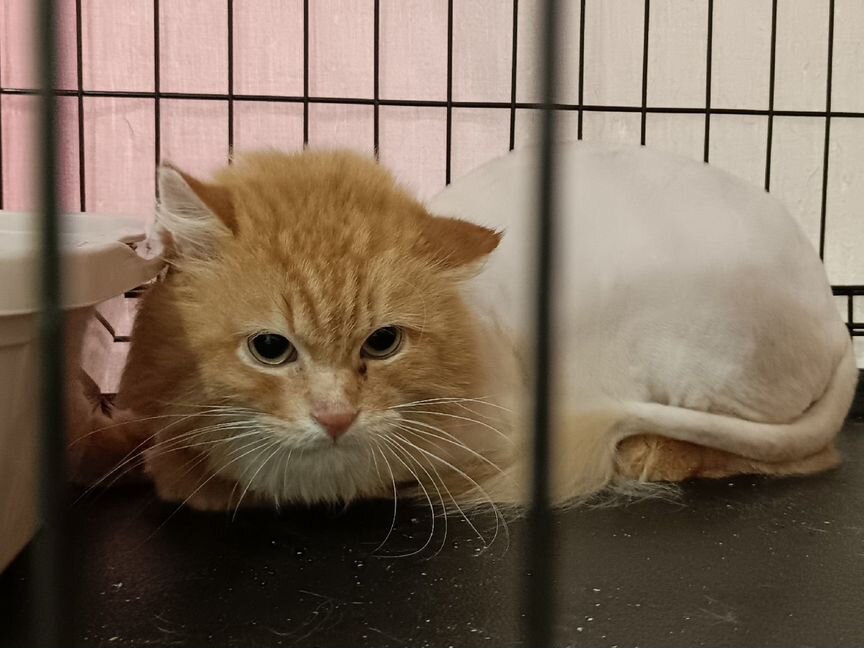 Нужен дом одним котом