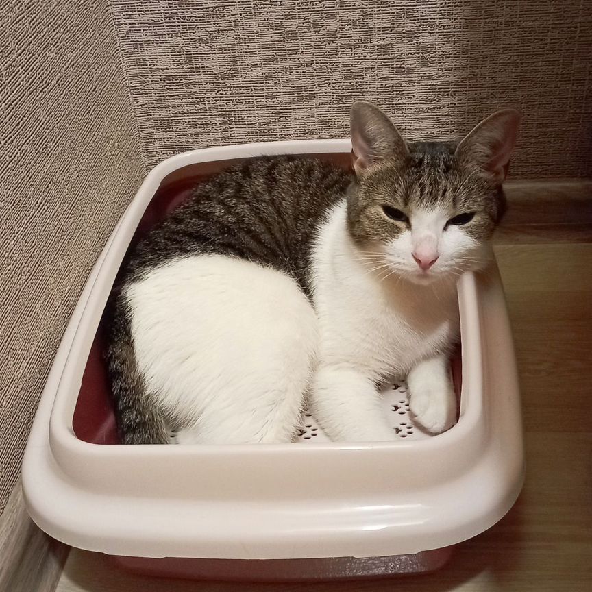 Домашние животные кошки