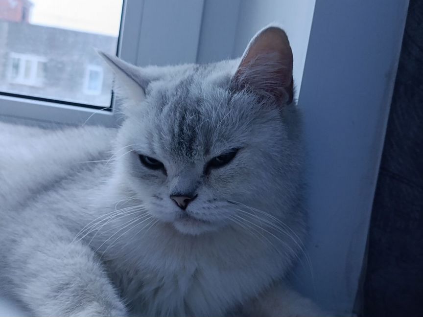 Британская шиншилла