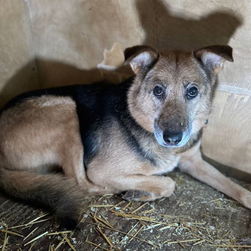 Лайма только учится доверять людям