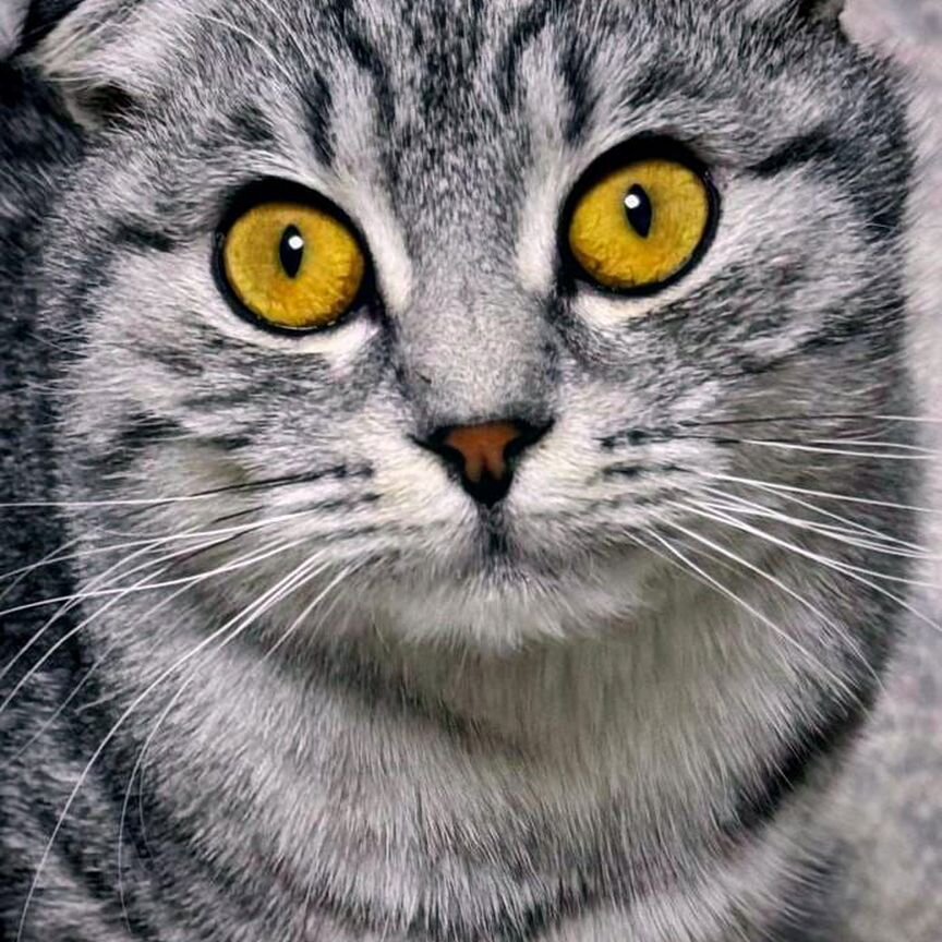 Шотландская