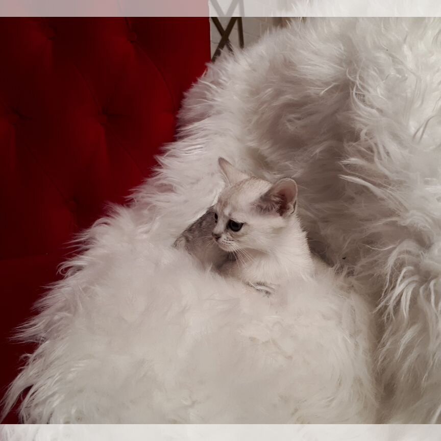 Котята Бурмиллы