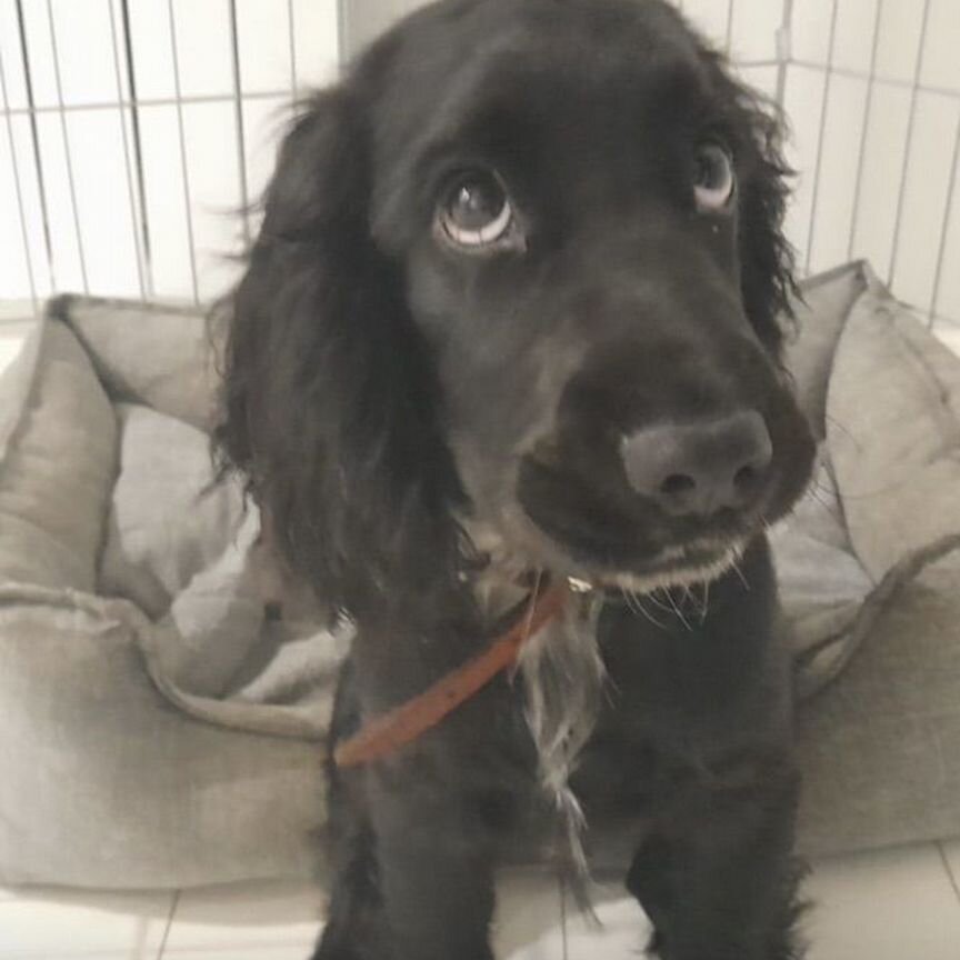 Английский кокер Спаниель черный