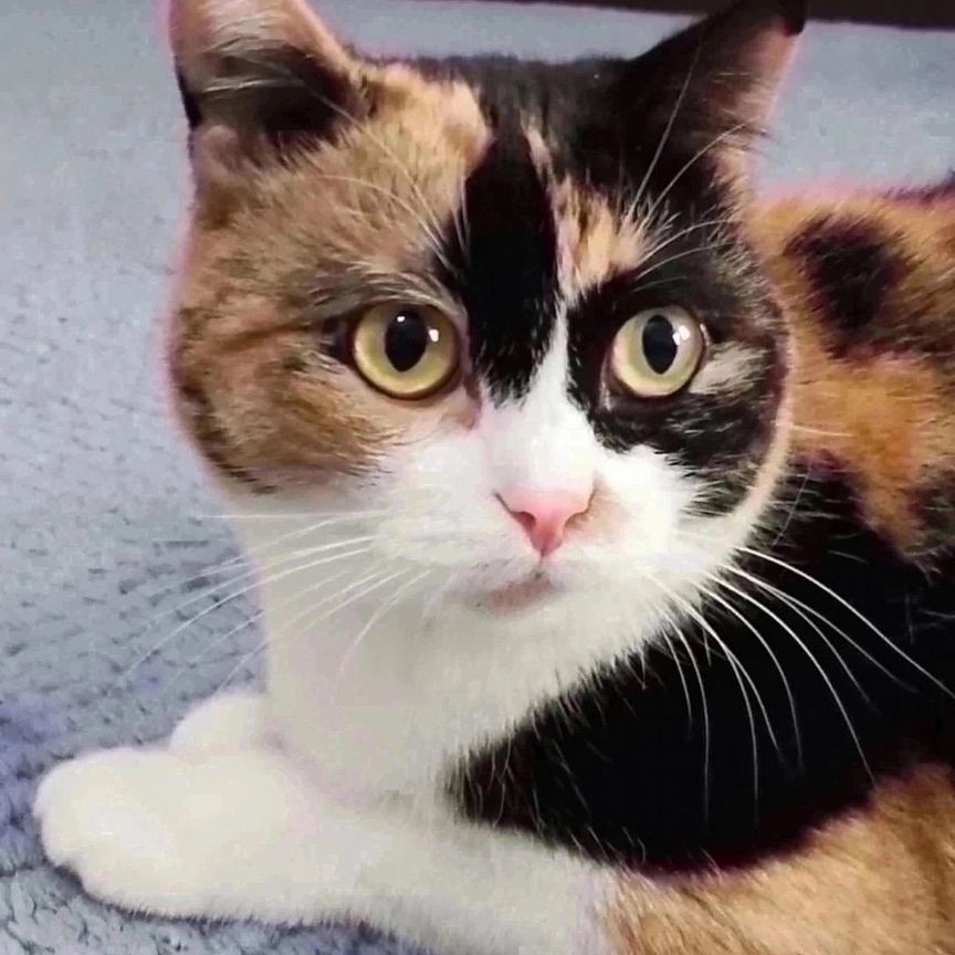 Возьмите из приюта