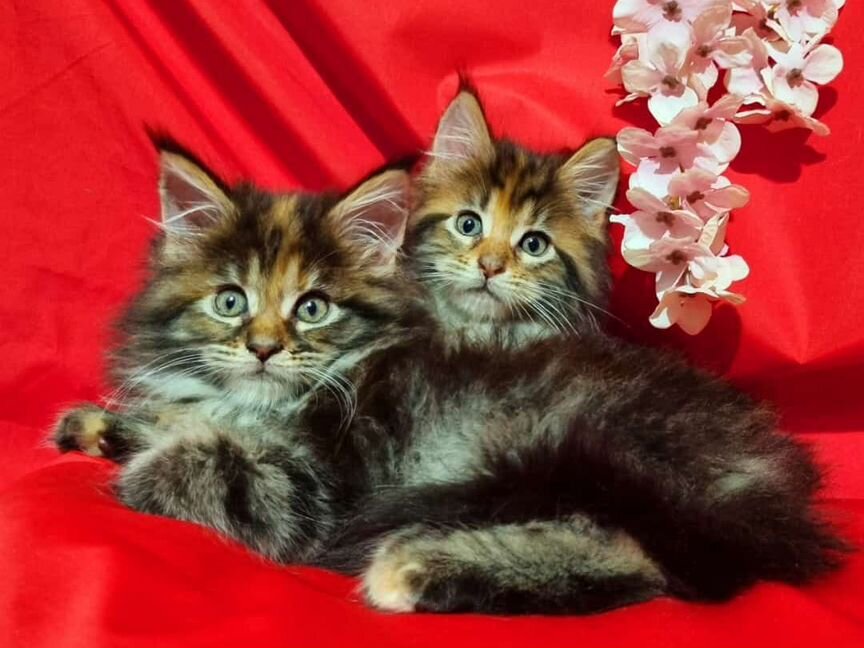 Настоящие котята мейн кун