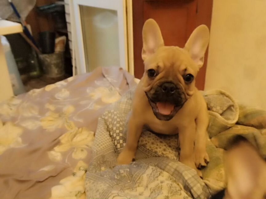 Французский бульдог щенки РКФ