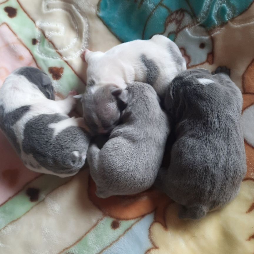 Французские бульдожки