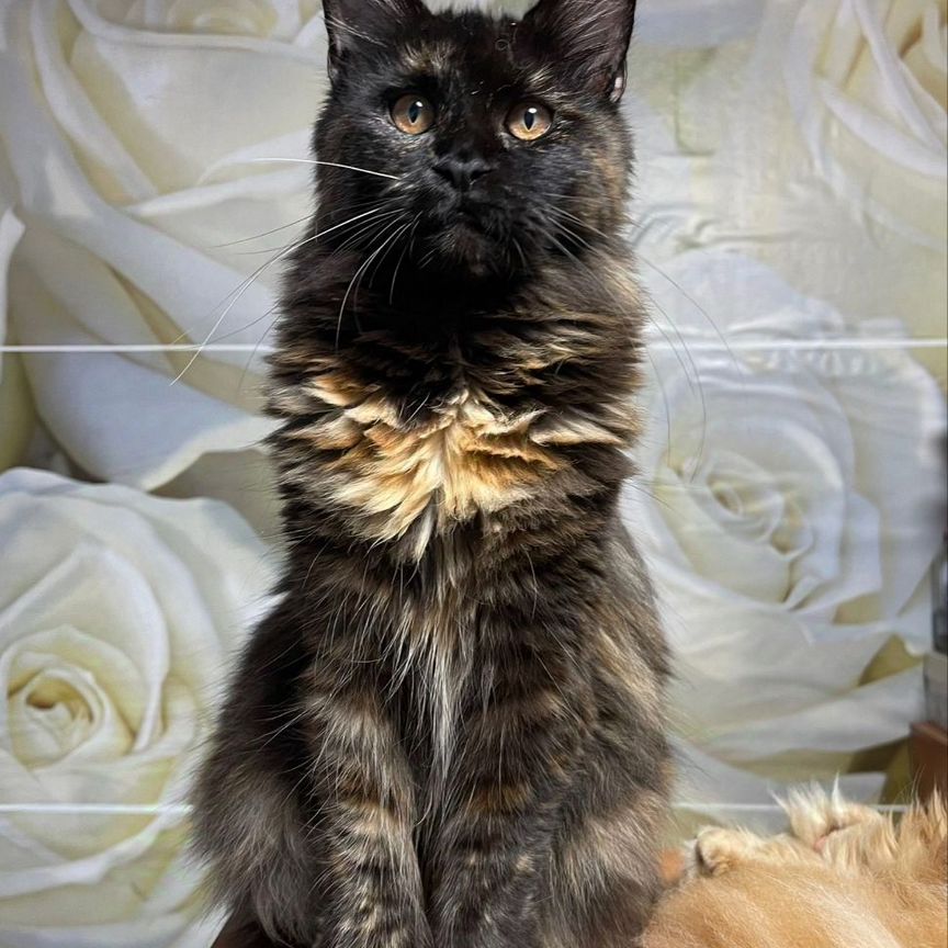 Котята из питомника