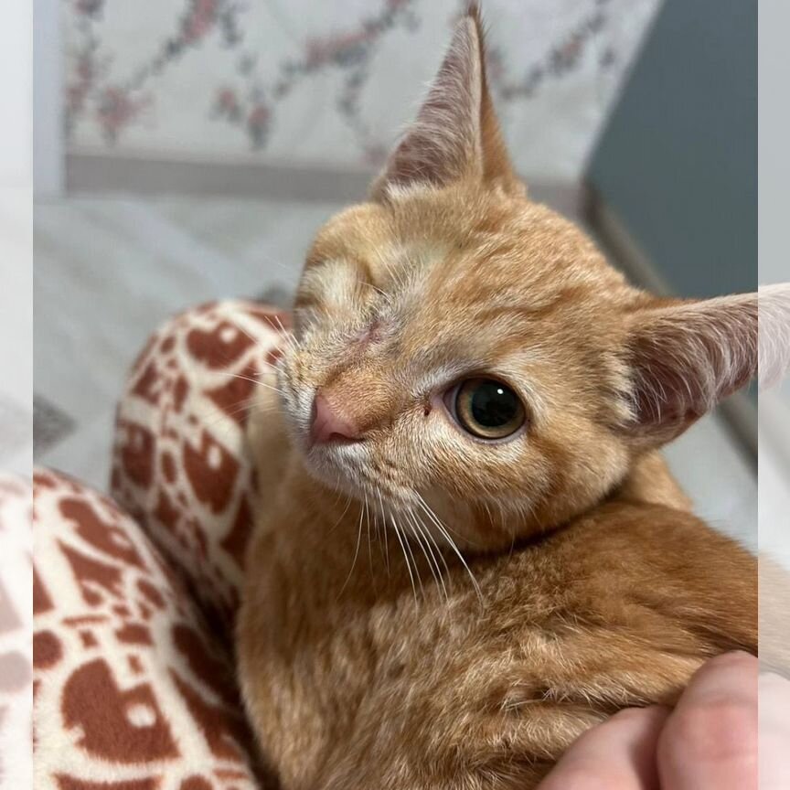 Котёнок в добрые руки