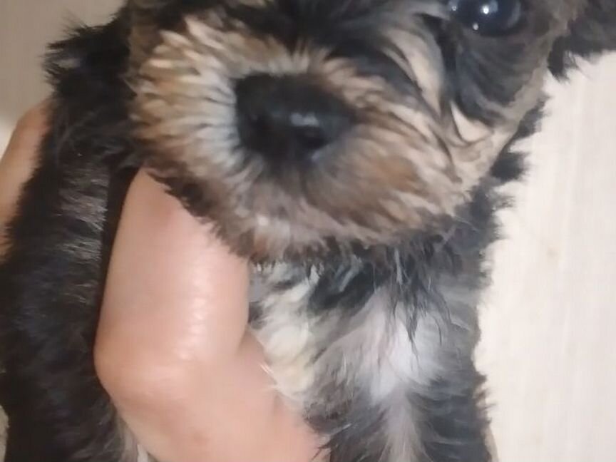 Мальтезе с йорком мальчик