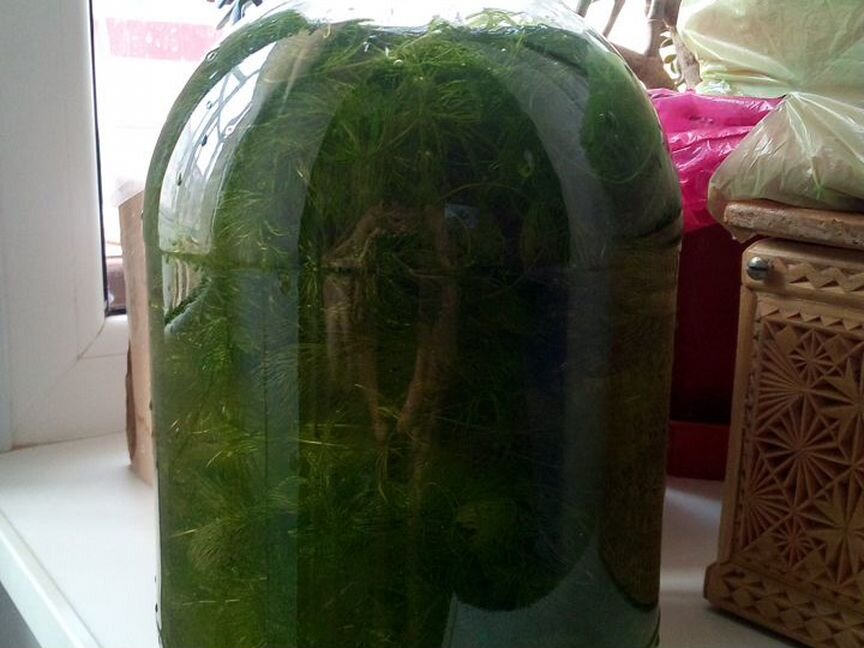 Аквариумные растения