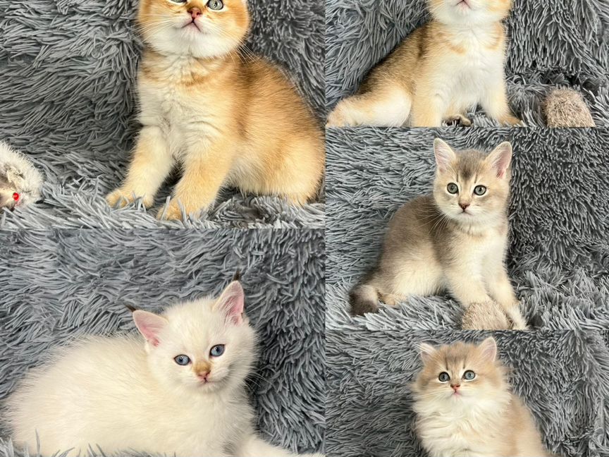 Британские котята золотая шиншилла