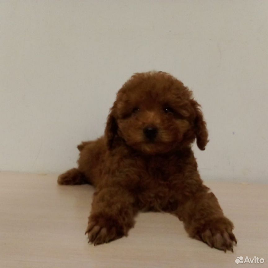 Той-пудель мини