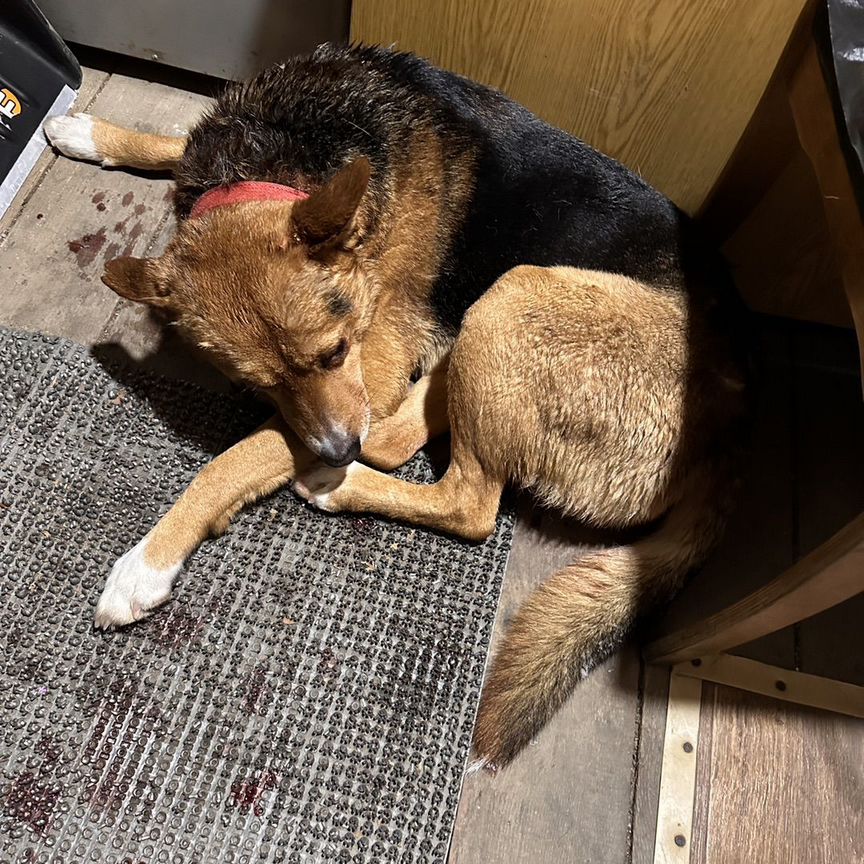 Взрослый пёс в добрые руки