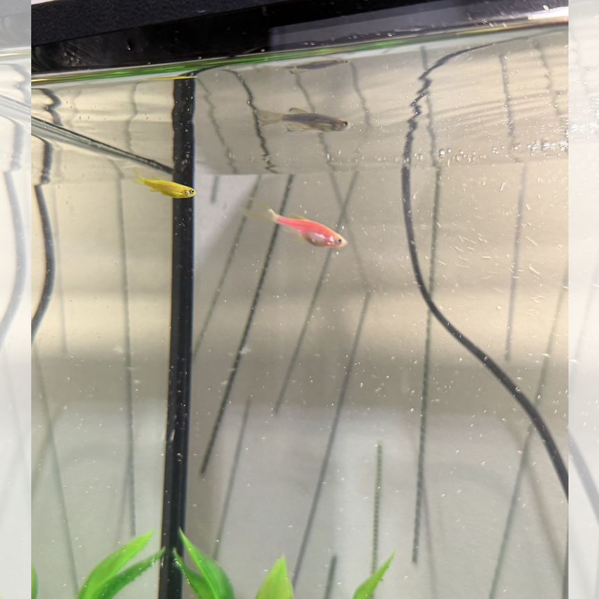 Рыбки данио