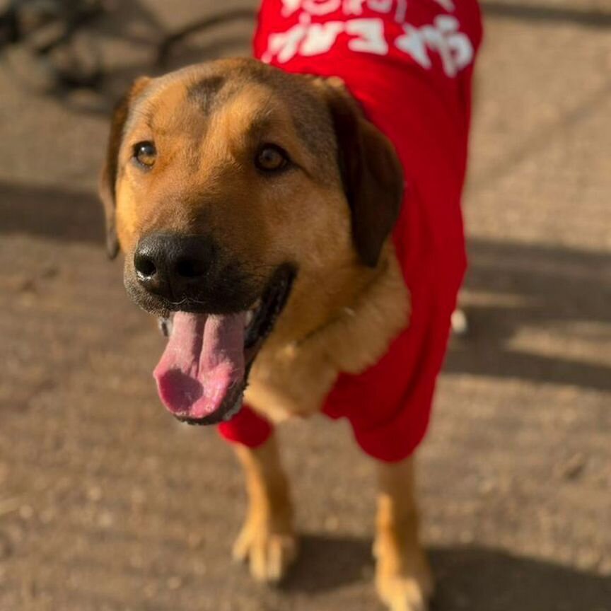 Невероятный Смурфик в добрые руки