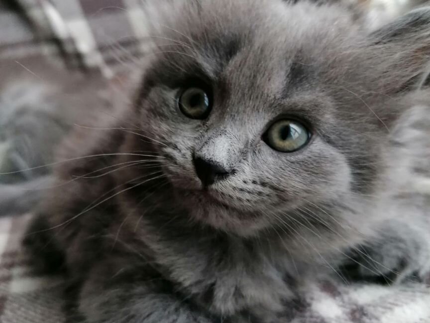 Кошка