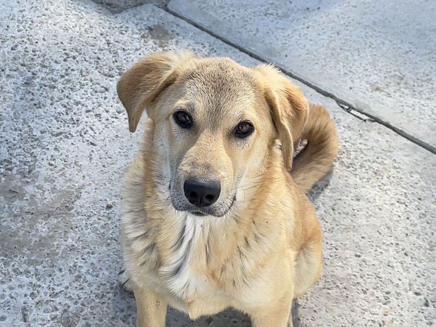 Собачка алабай