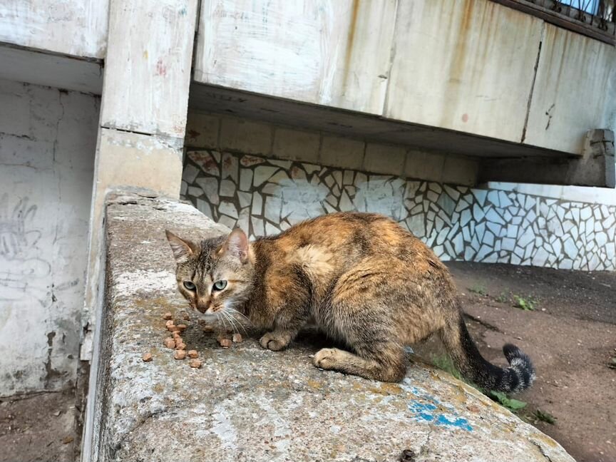 Кошка в добрые руки