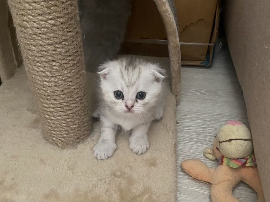 Британские вислоухие котята