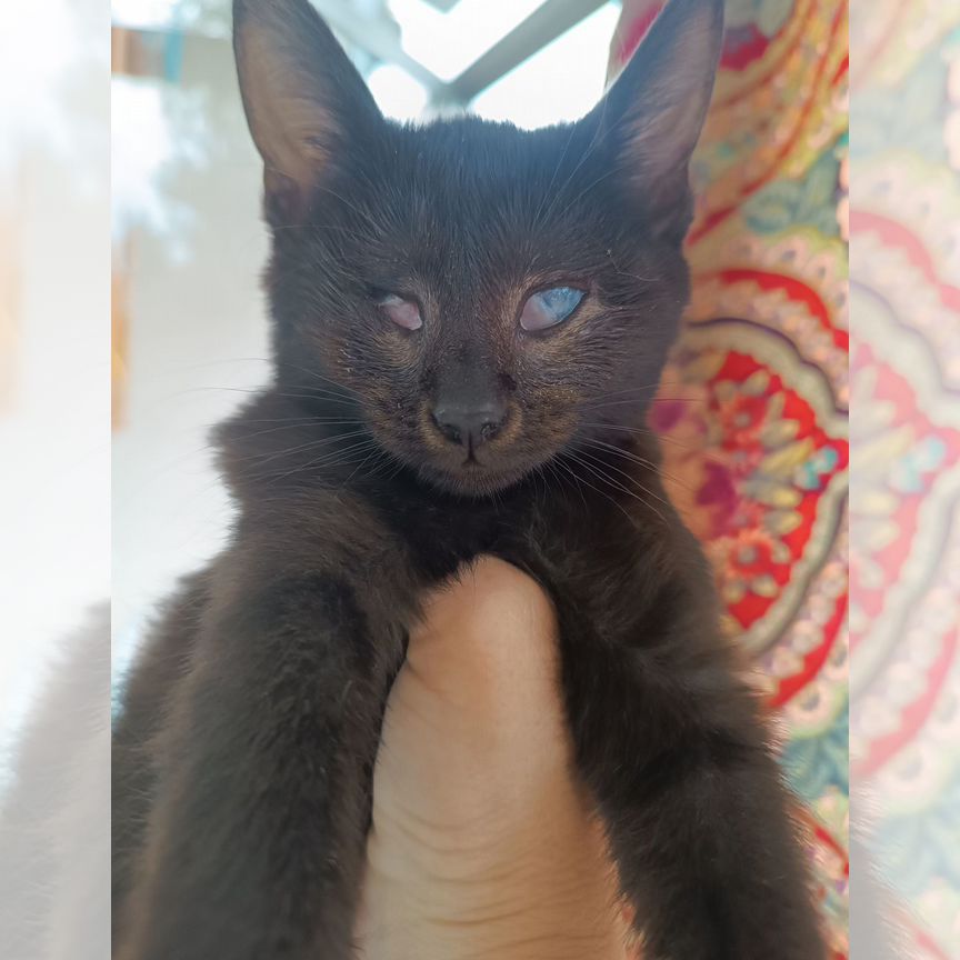 Кошечка ищет дом
