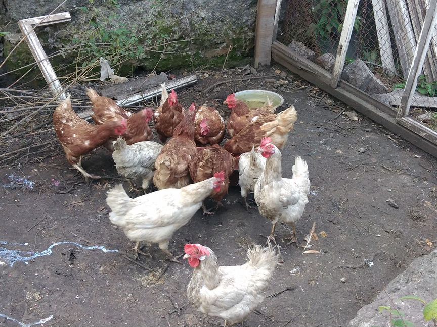 Куры несушки ломан браун