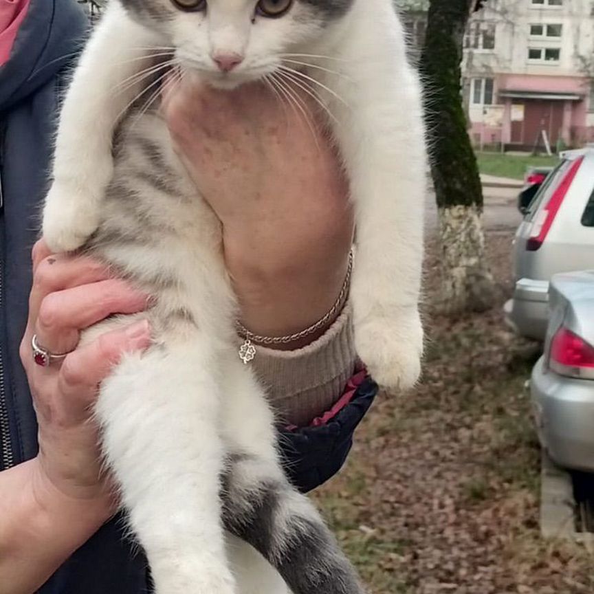 Котёнок в добрые руки