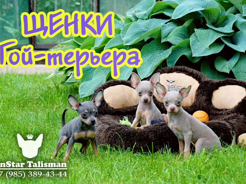Питомник Русских тоев