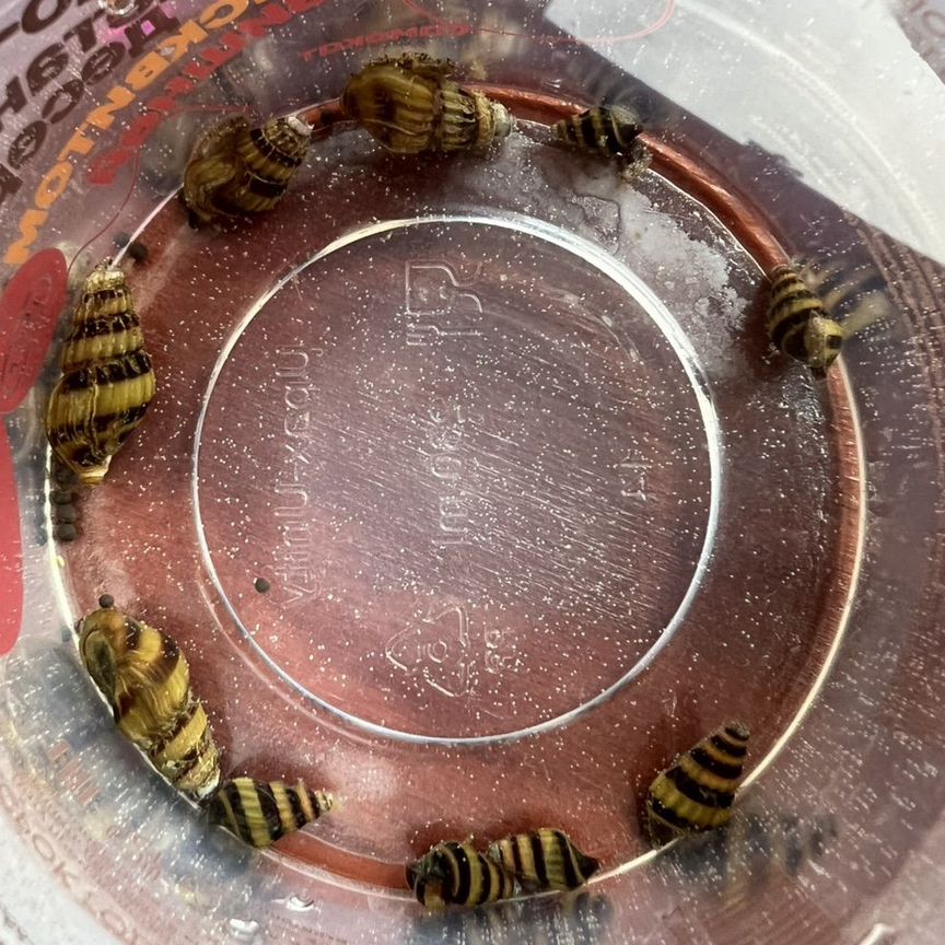 Улитка Хелена