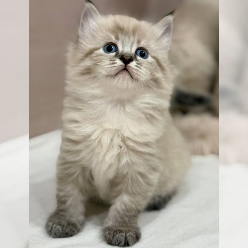 Невский маскарадный котёнок