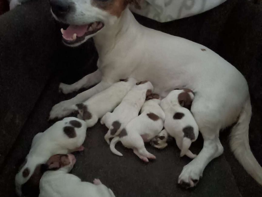 Щенки джек Рассел терьера