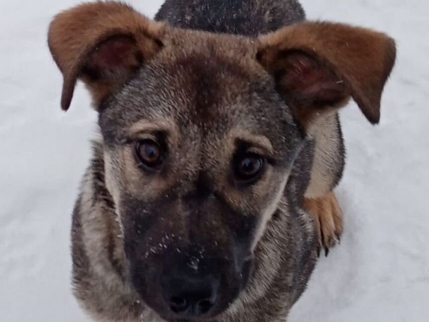 Собака в добрые руки отдам бесплатно щенки
