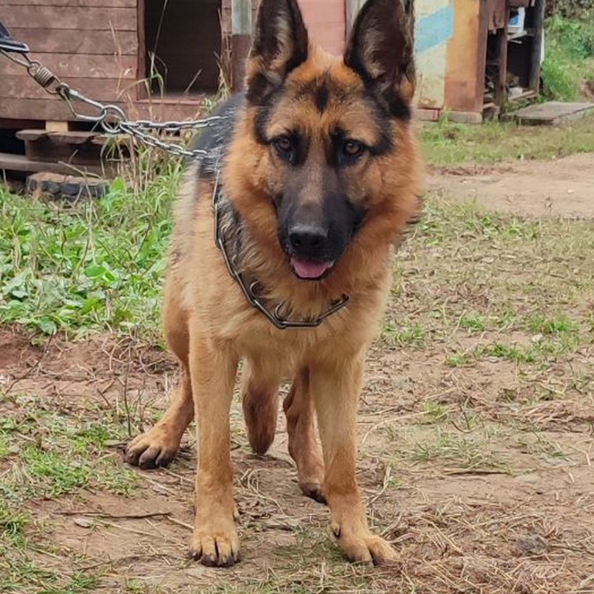 Взрослая собака в добрые руки