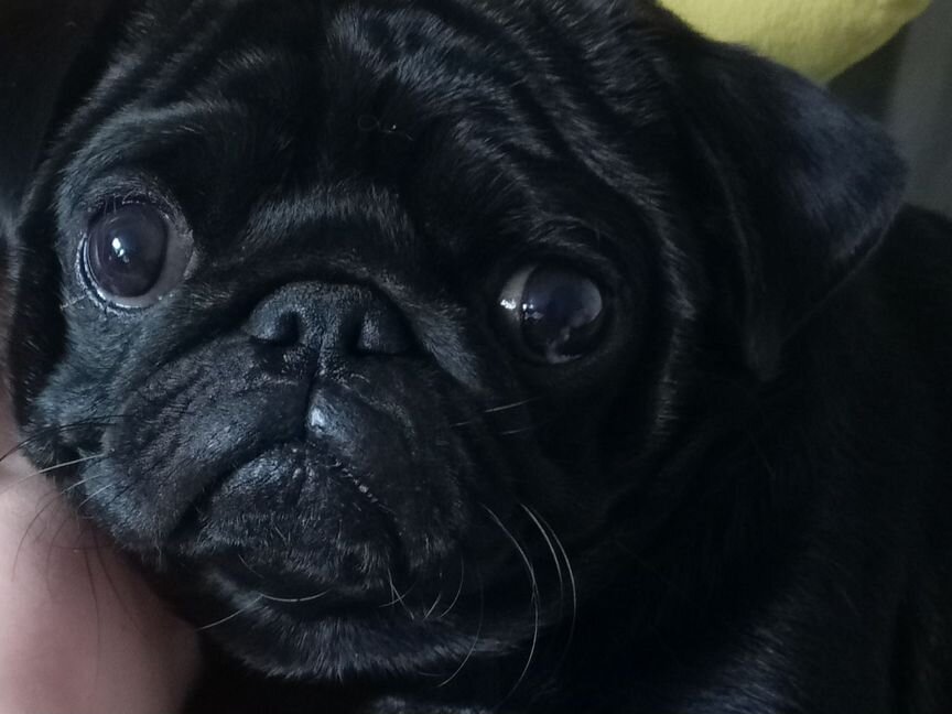 Мопс вязка мальчик