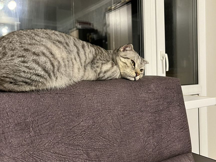 Вязка Вислоухий шотландец бесплатно