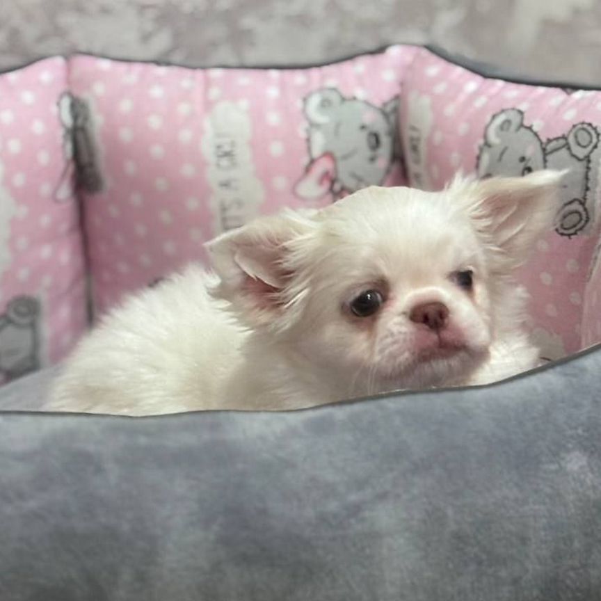 Чихуахуа, щенок