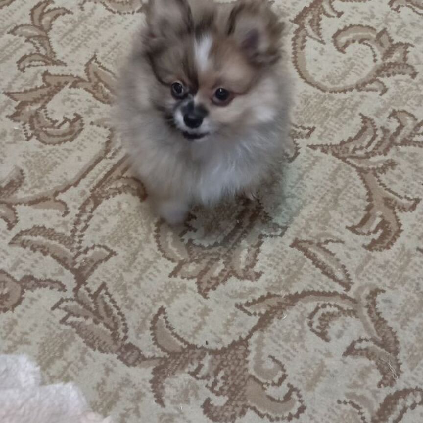 Продам девочку Шпиц