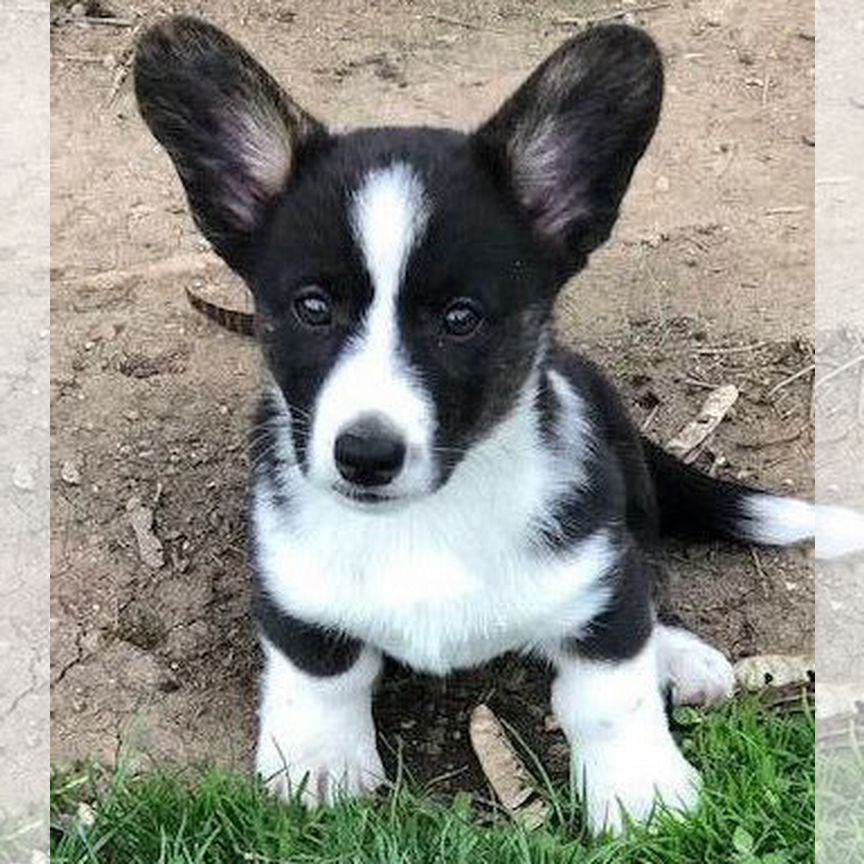Вельш Корги Кардиган, щенок