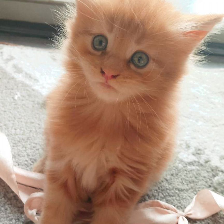 Котята мейн-кун