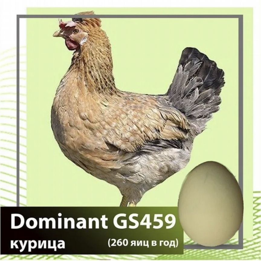 Цыплята породы доминант