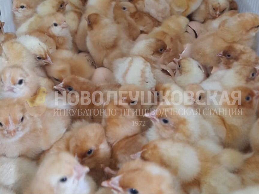 Суточные цыплята несушки Ломан Браун