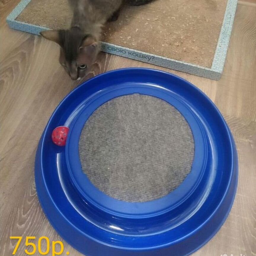 Для кошек, котят разное